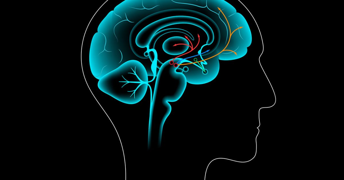 A map of dopamine signals across the brain | Amsterdam UMC
