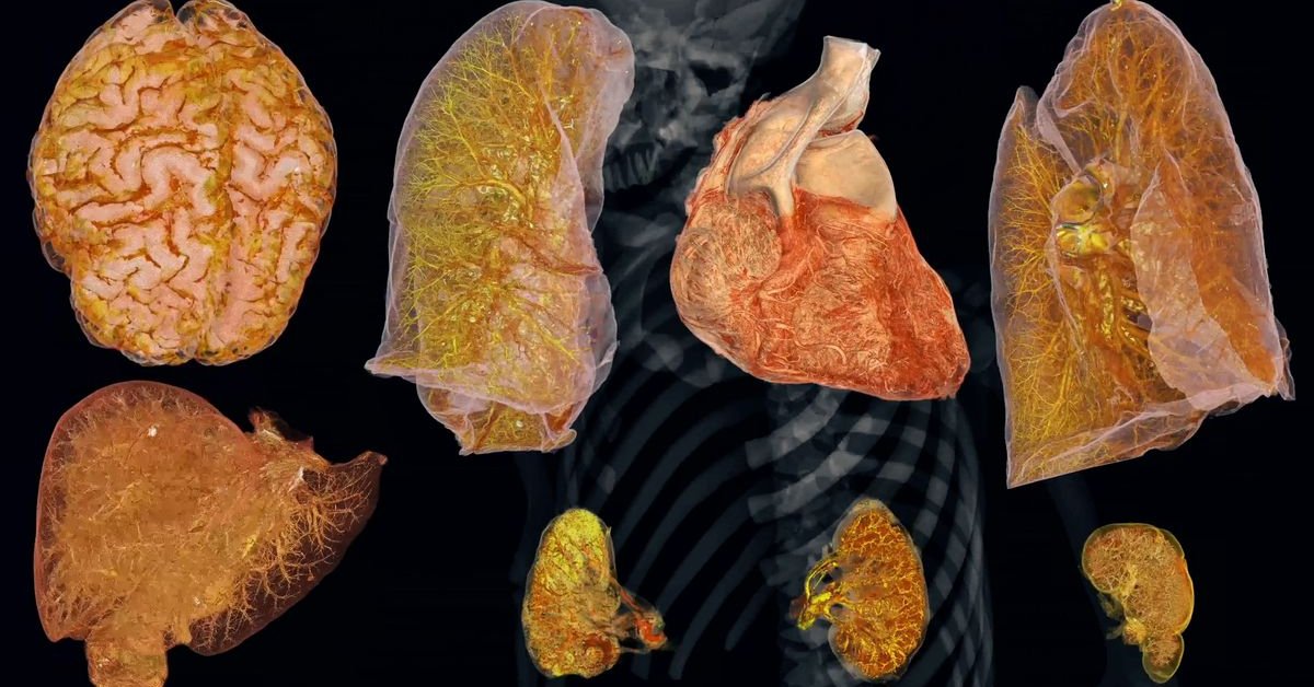 A view from inside the human: Human Organ Atlas Hub | Amsterdam UMC