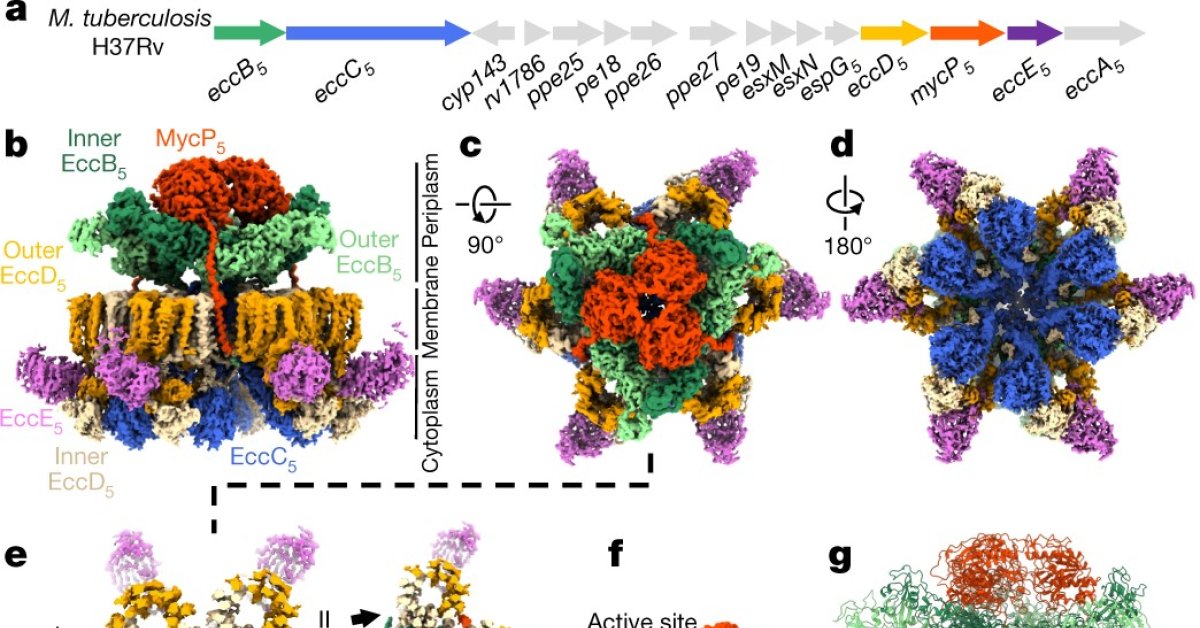 Nature publication: Structure and dynamics of a mycobacterial type VII ...