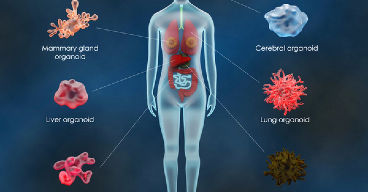 6 miljoen euro voor bouwen met mini-organen | Amsterdam UMC
