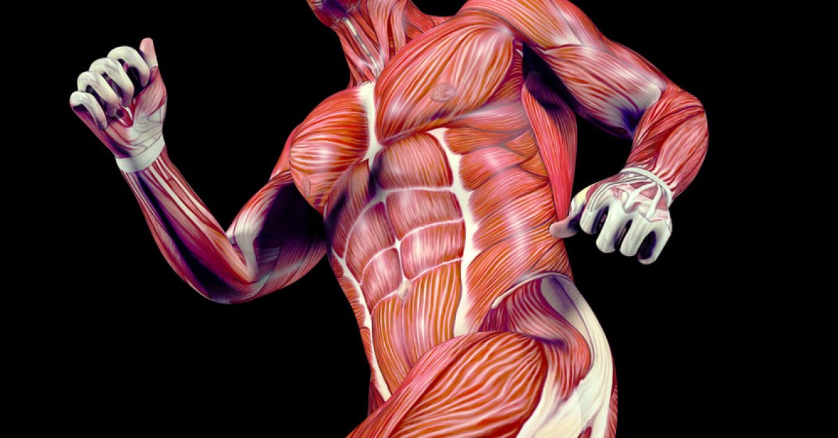 The Structure, Mechanics and Mechanobiology of Multi-Muscle Tendons ...