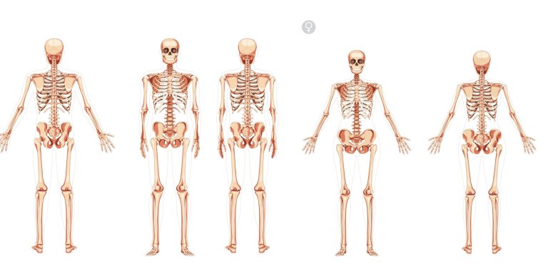 Hormone therapy reshapes the skeleton in transgender individuals who ...