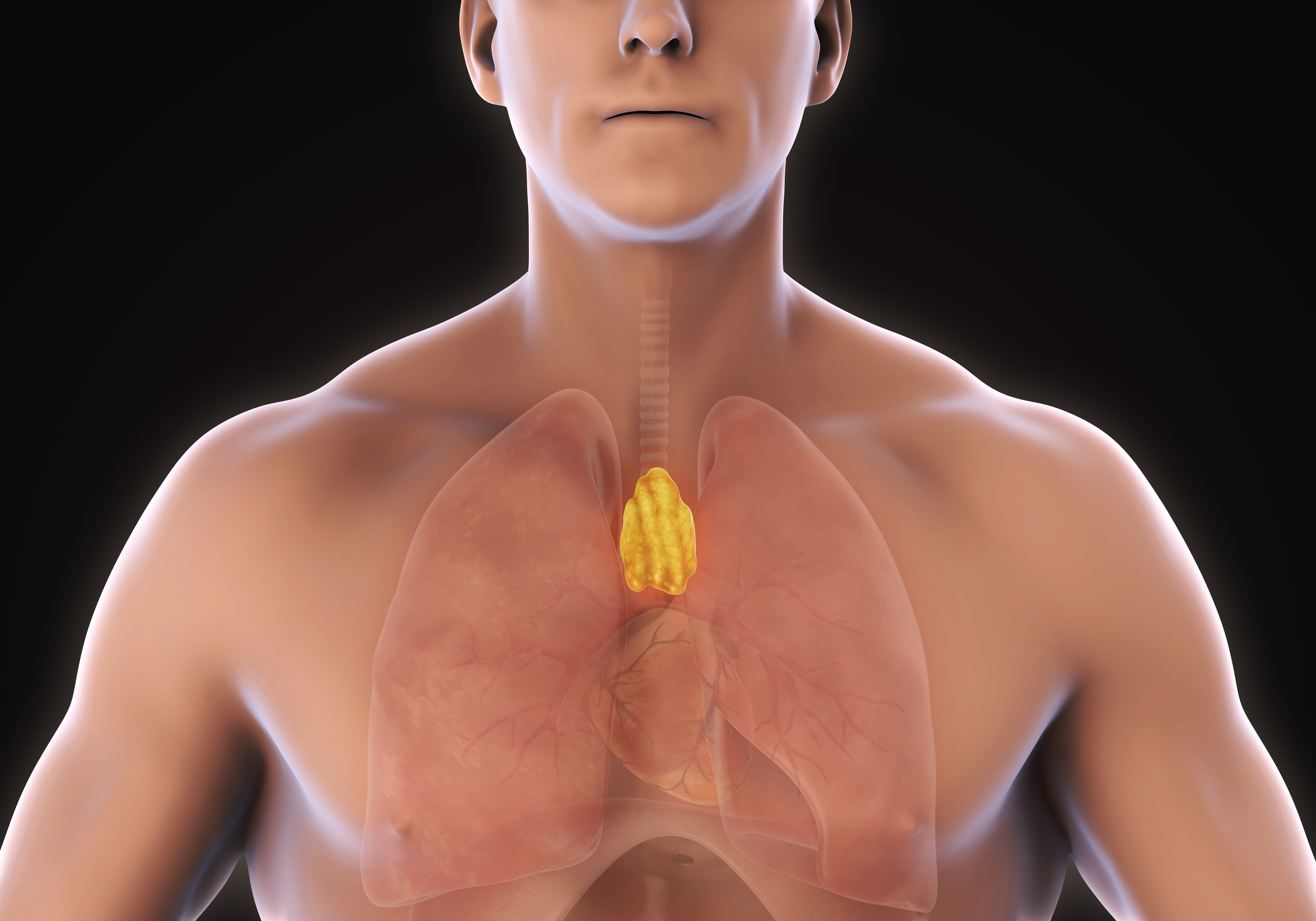 thymus anatomy