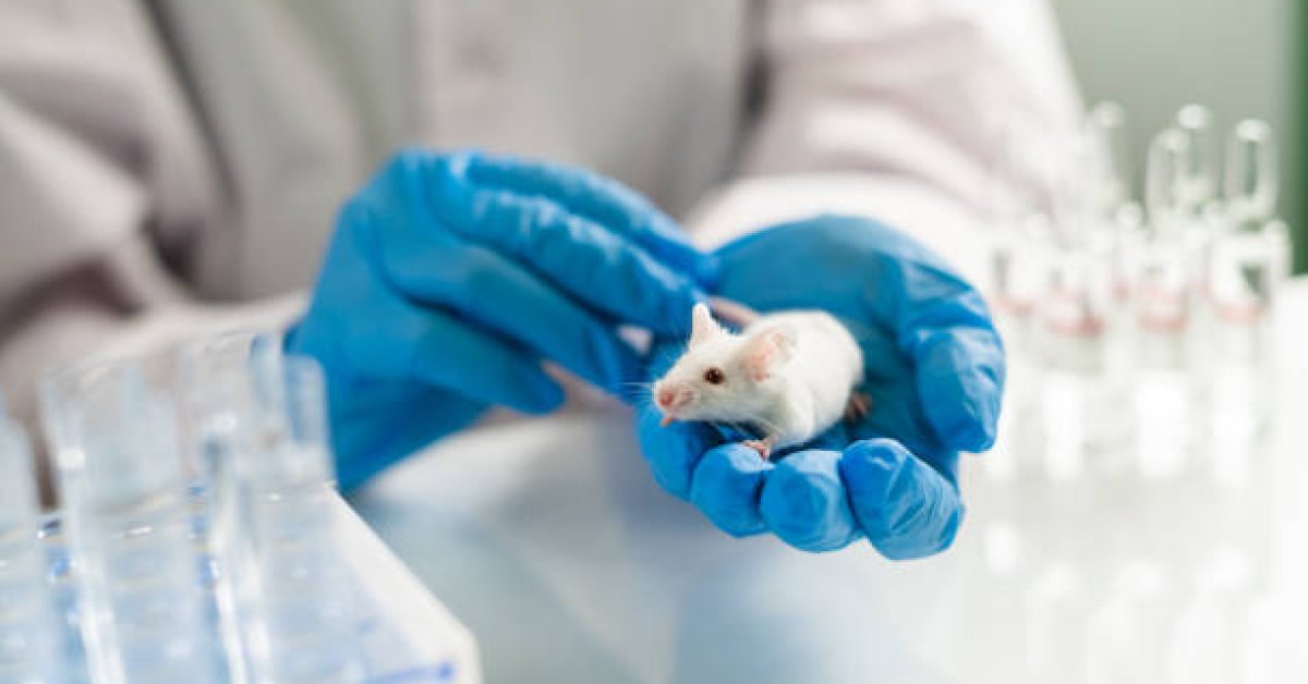 Course: Laboratory Animal Science | Amsterdam UMC